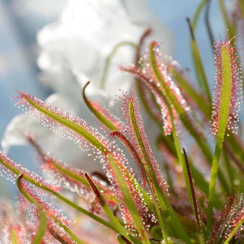 Sundew Care Guide – Canadian Carnivores