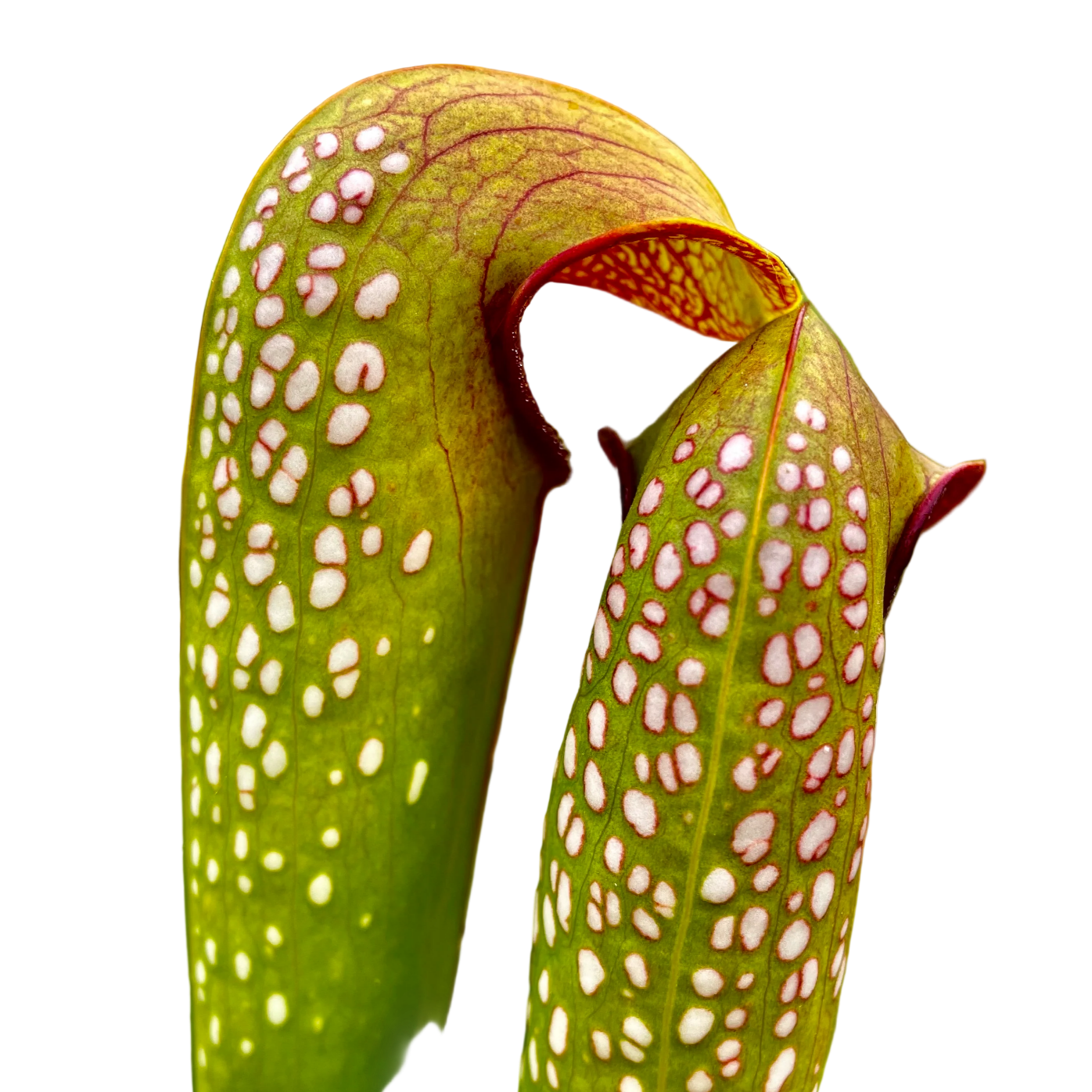 Sarracenia minor var. Okenokeensis Giant (Hooded Pitcher Plant ...