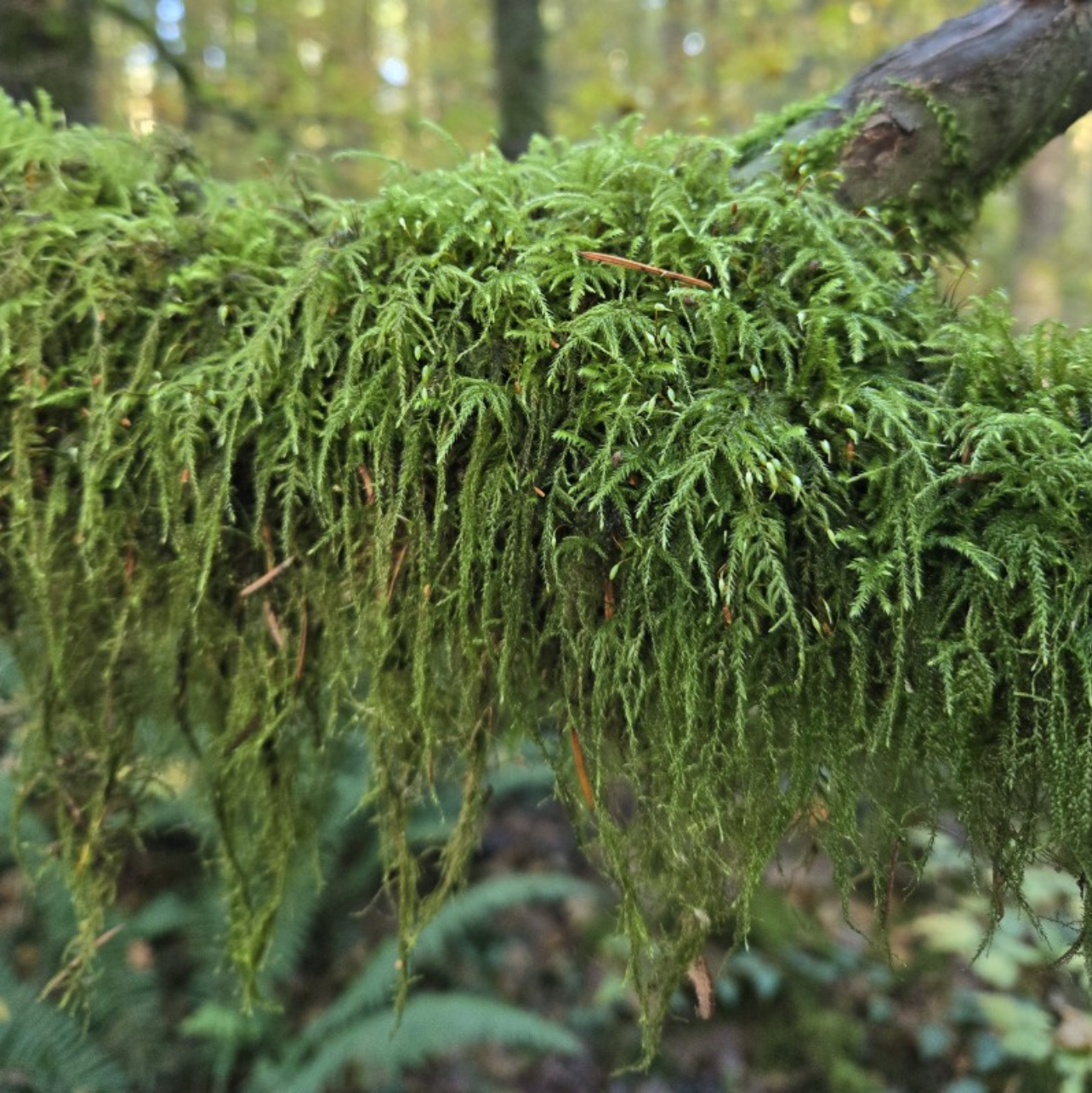 Live Assorted Forest Moss – Canadian Carnivores