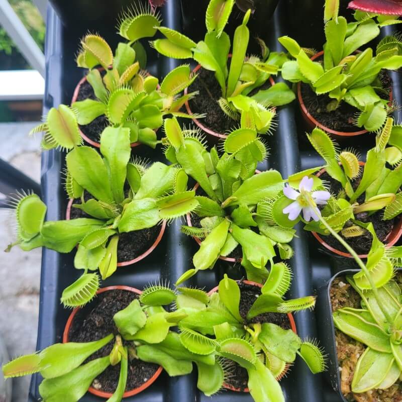 Dionaea muscipula 'Typical' – Canadian Carnivores