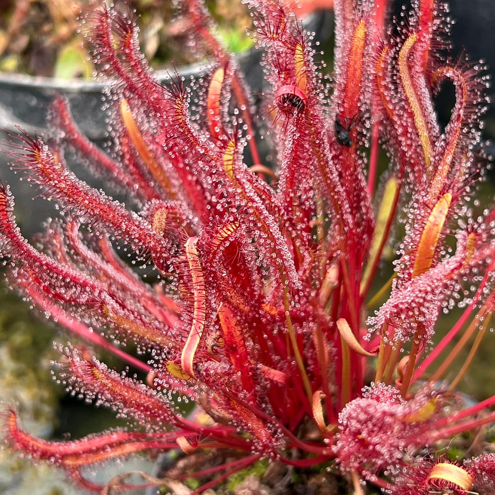 Drosera capensis 'Dark Maroon' – Canadian Carnivores