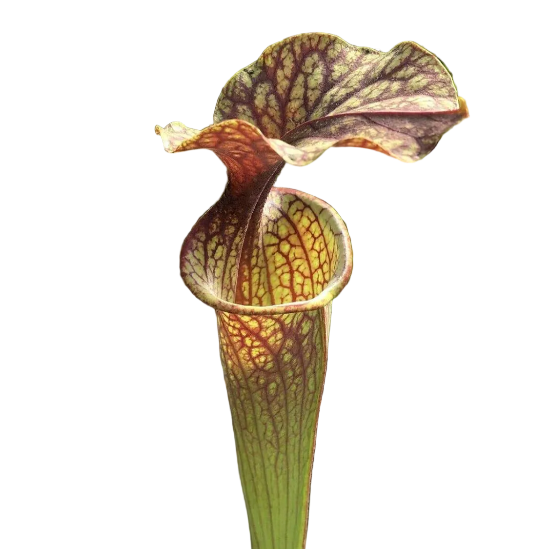 Sarracenia oreophila (Mountain Pitcher Plant) – Canadian Carnivores