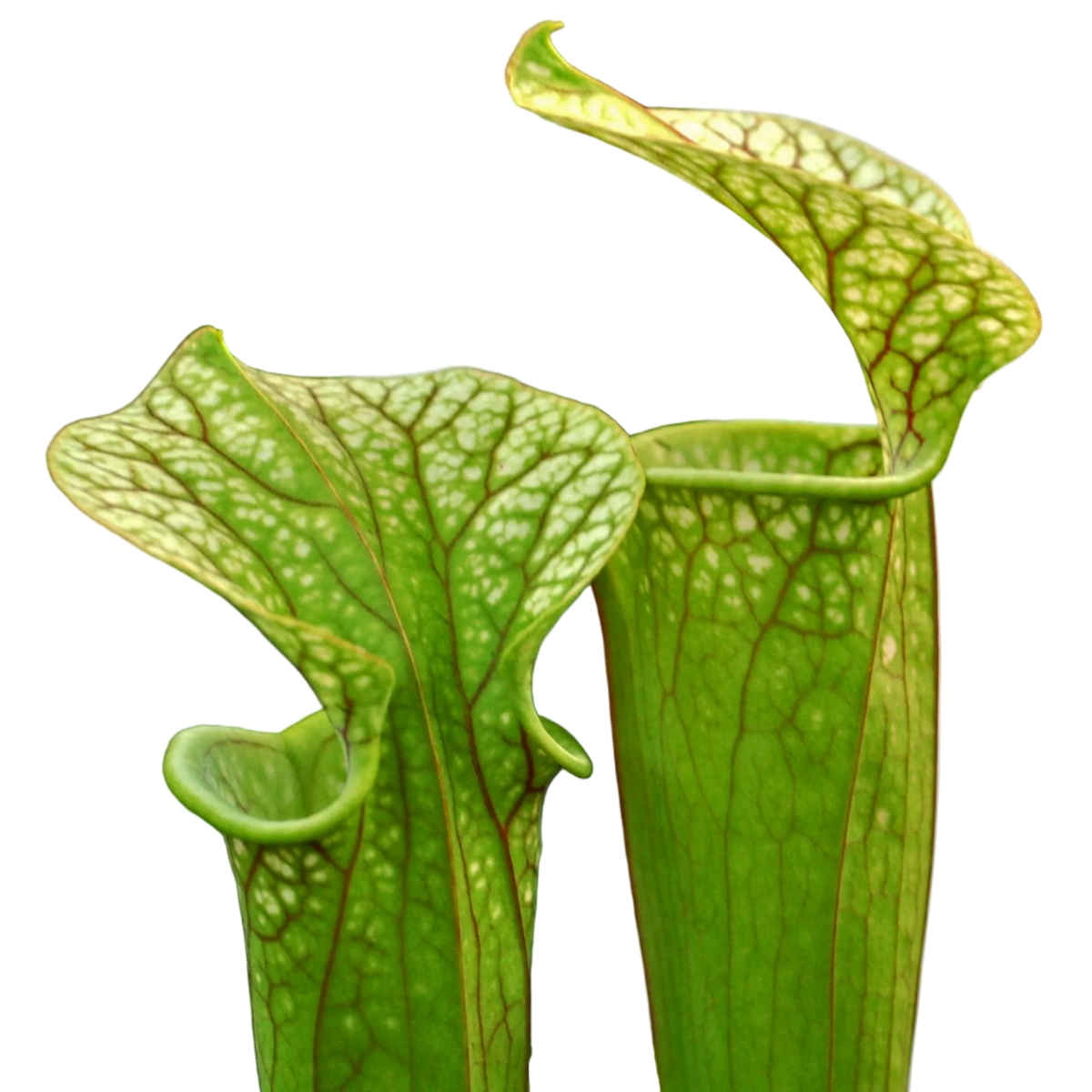 Sarracenia oreophila (Mountain Pitcher Plant) – Canadian Carnivores