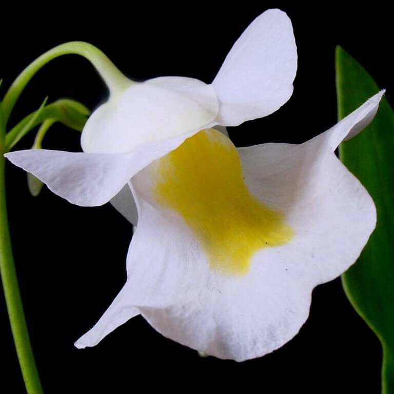 Utricularia alpina – Canadian Carnivores